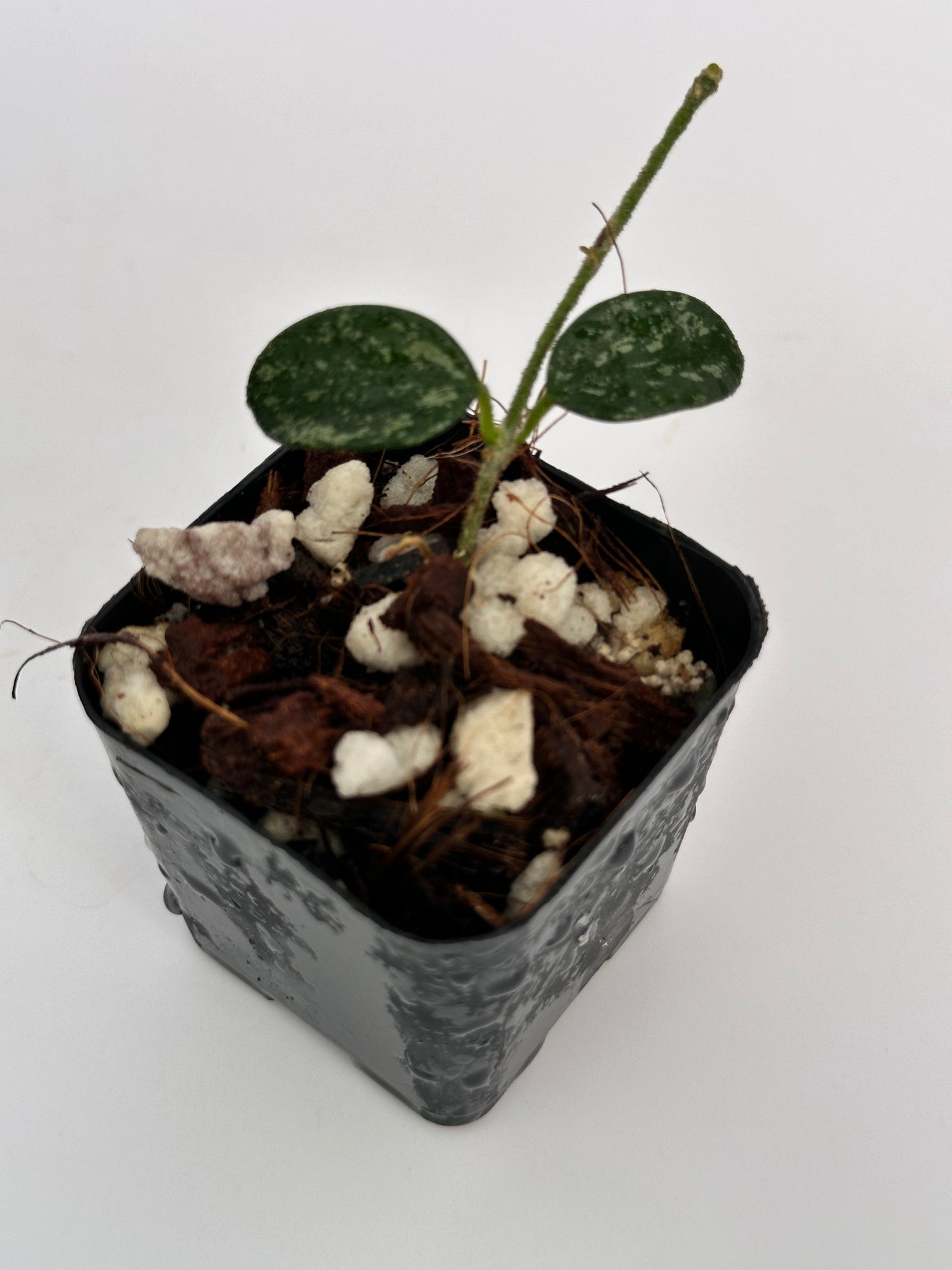Hoya ‘Lima’ (splash) – Nest Tropicals