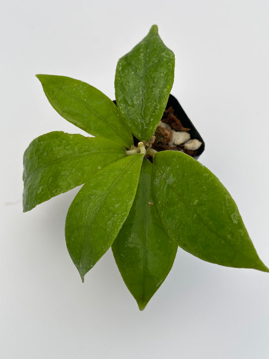 Hoya, Hoya, and More Hoya – Page 3 – Nest Tropicals