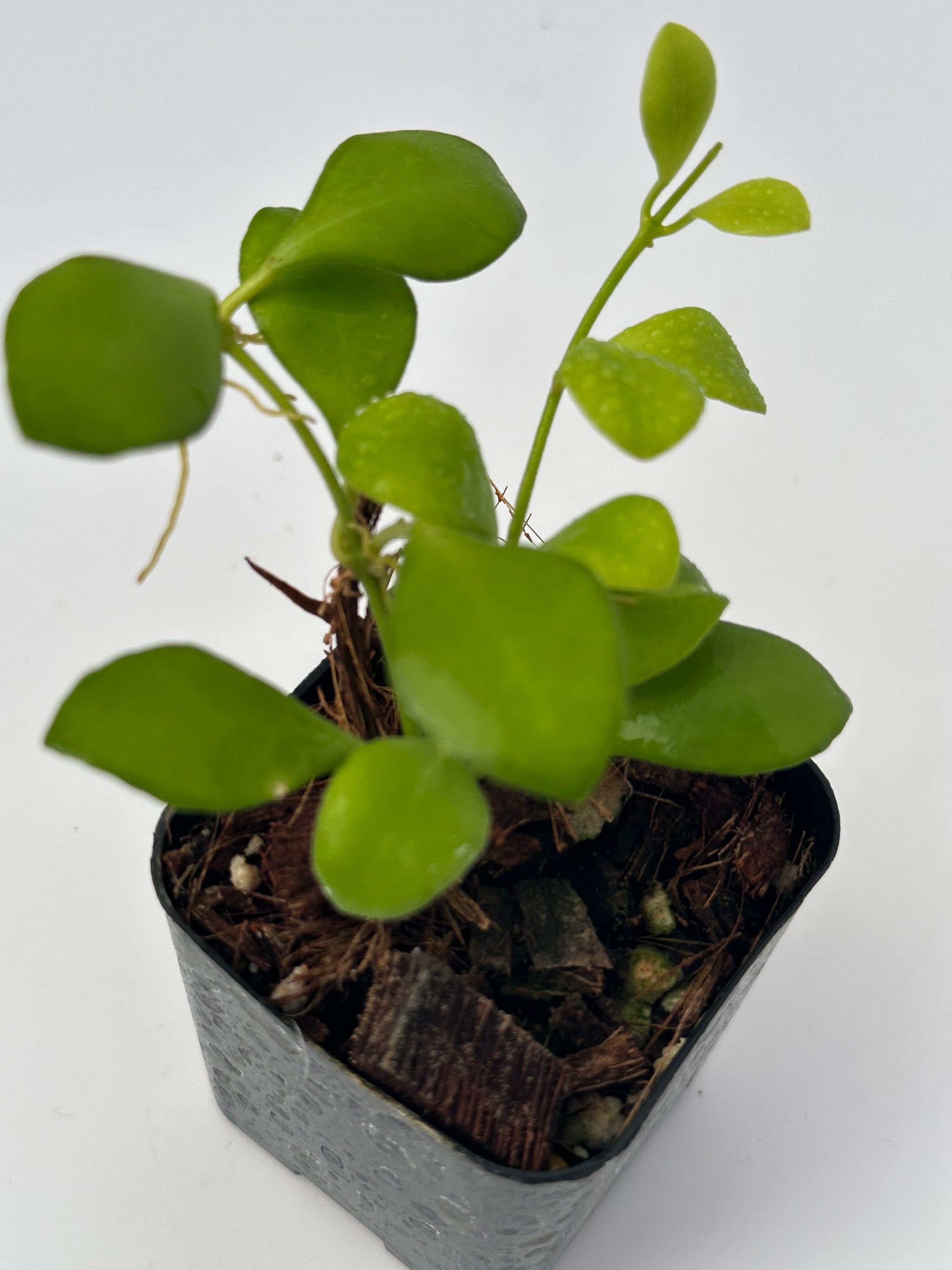 Hoya bilobata (fka panchoi) – Nest Tropicals