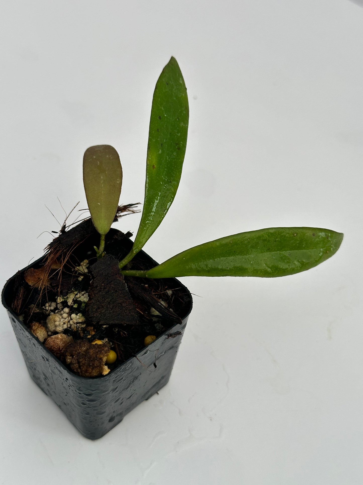 Hoya sp. Sabah Dragonfly EPC 960 – Nest Tropicals