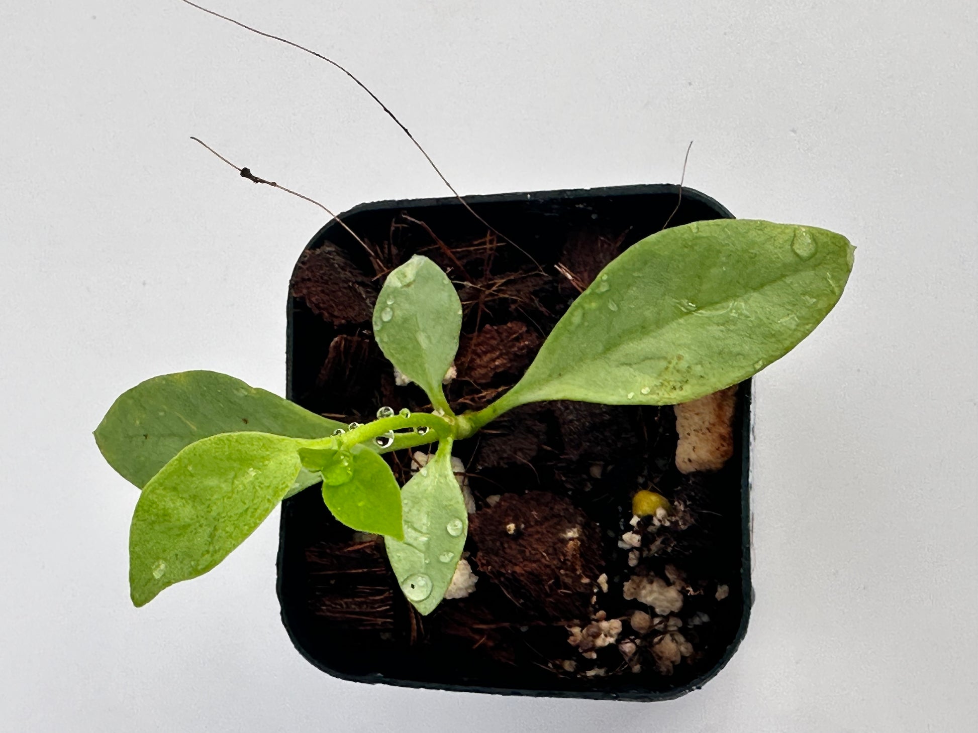 Hoya multiflora ‘WonderPhil’ – Nest Tropicals