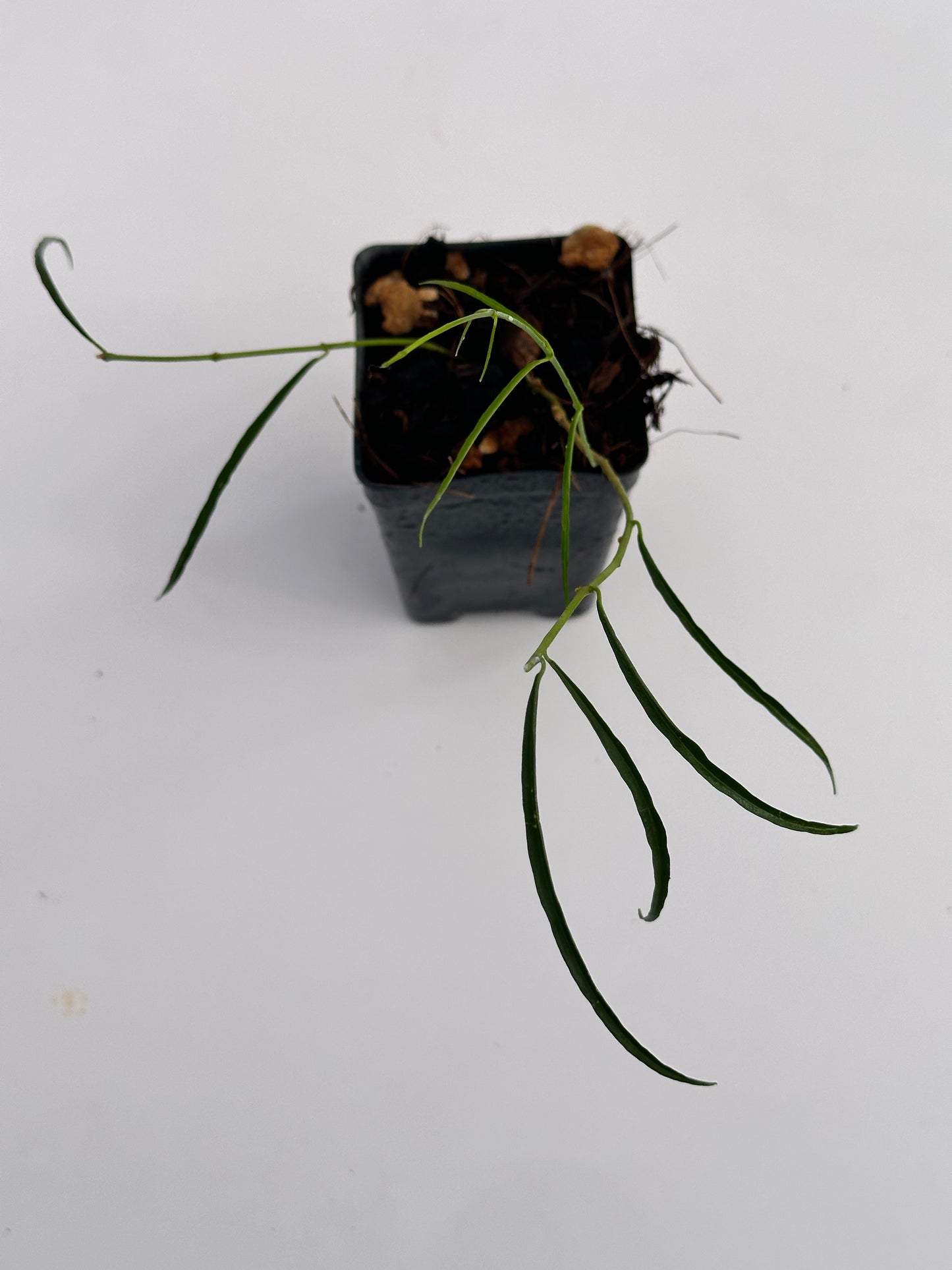 Hoya stenophylla – Nest Tropicals