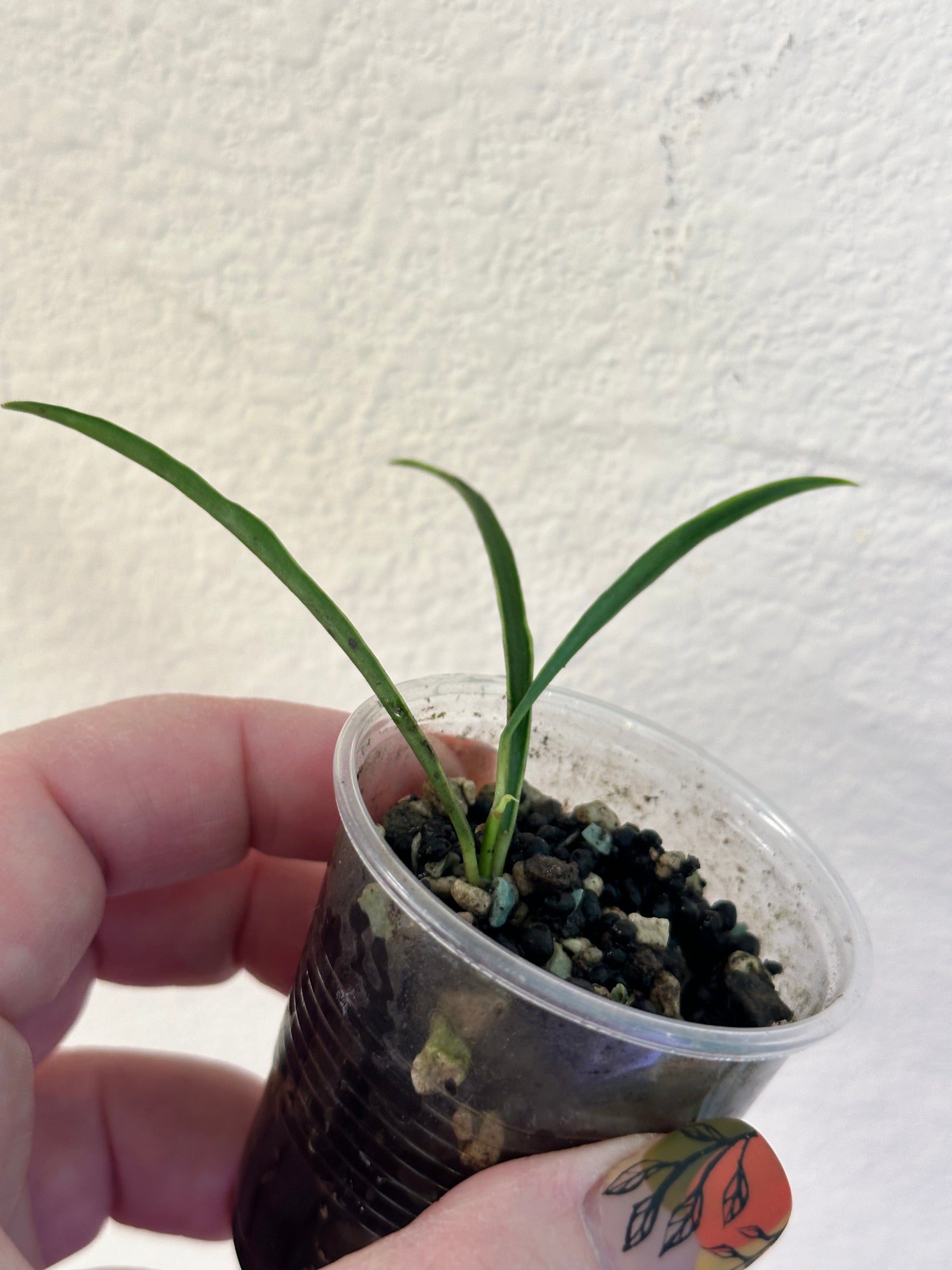 Hoya acicularis (variegated) – Nest Tropicals