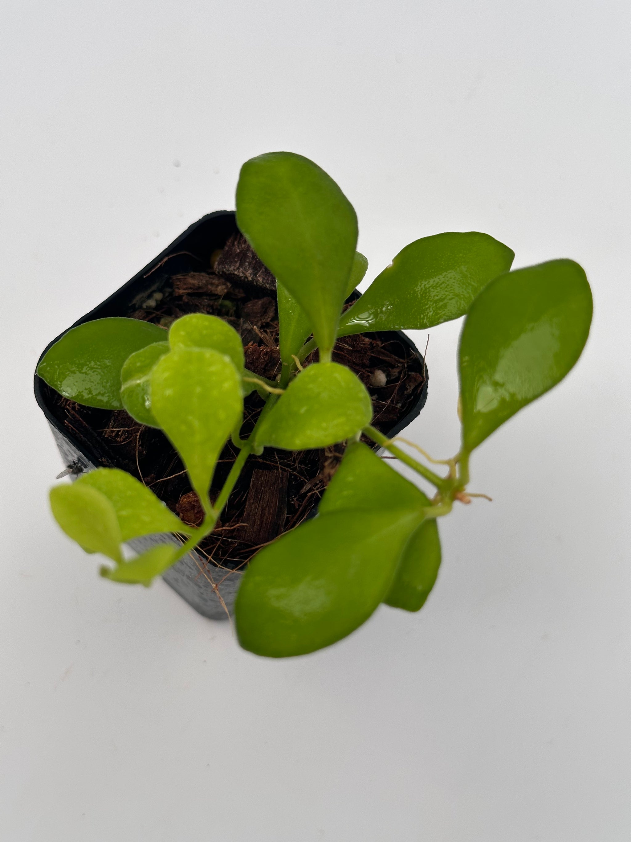 Hoya bilobata (fka panchoi) – Nest Tropicals
