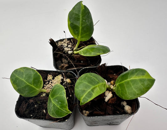 Hoya, Hoya, and More Hoya – Page 11 – Nest Tropicals