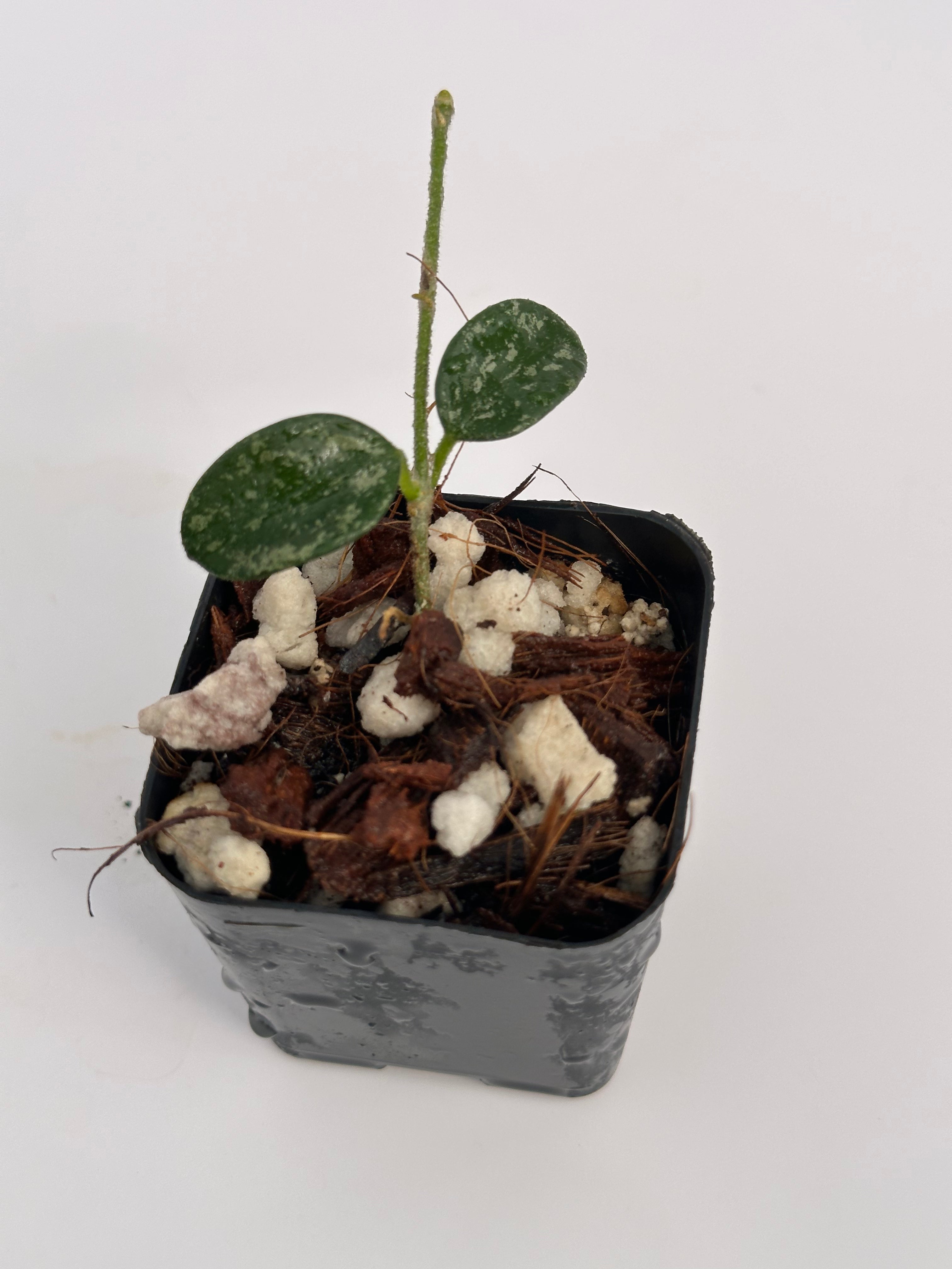 Hoya ‘Lima’ (splash) – Nest Tropicals