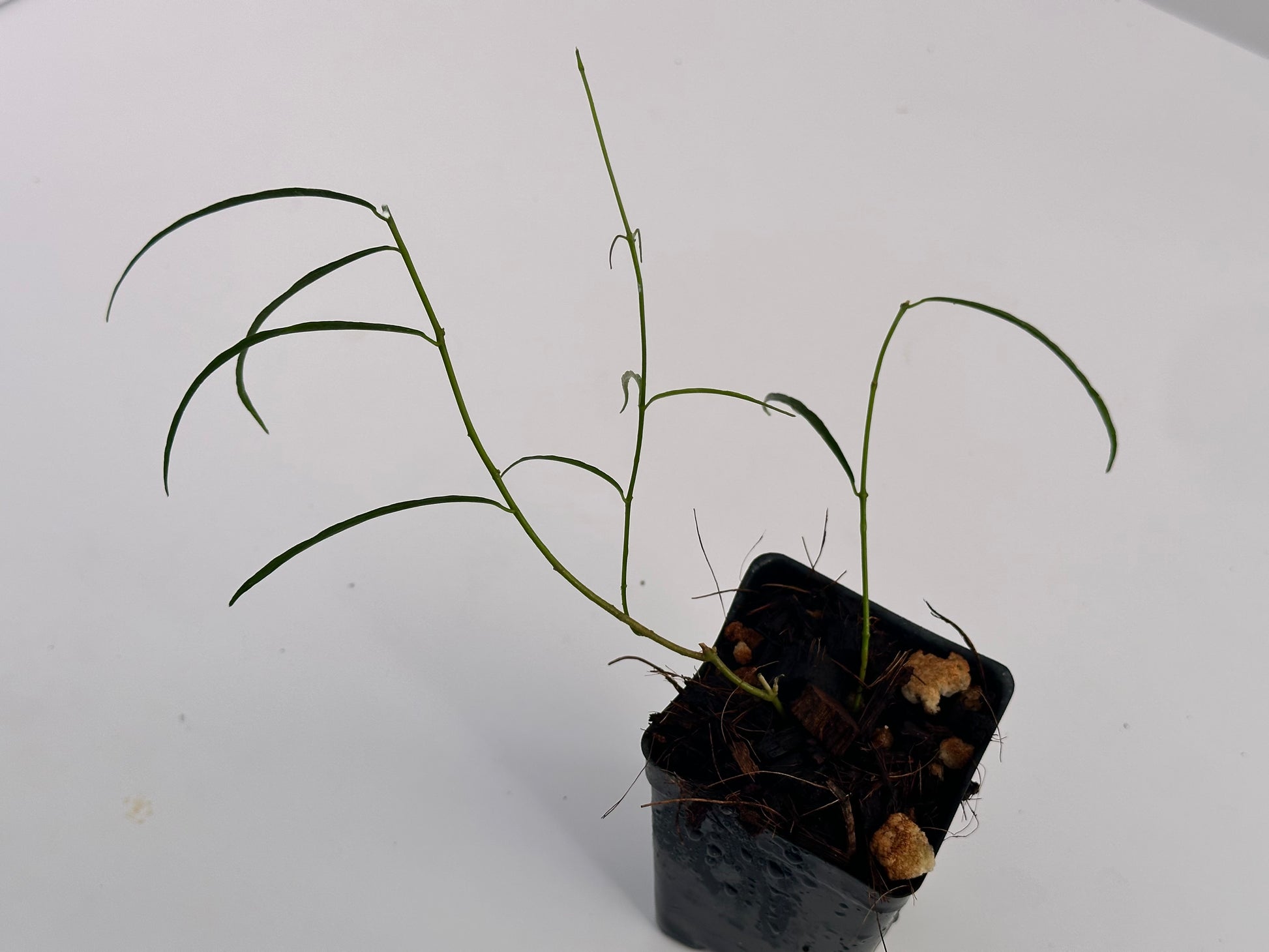 Hoya stenophylla – Nest Tropicals