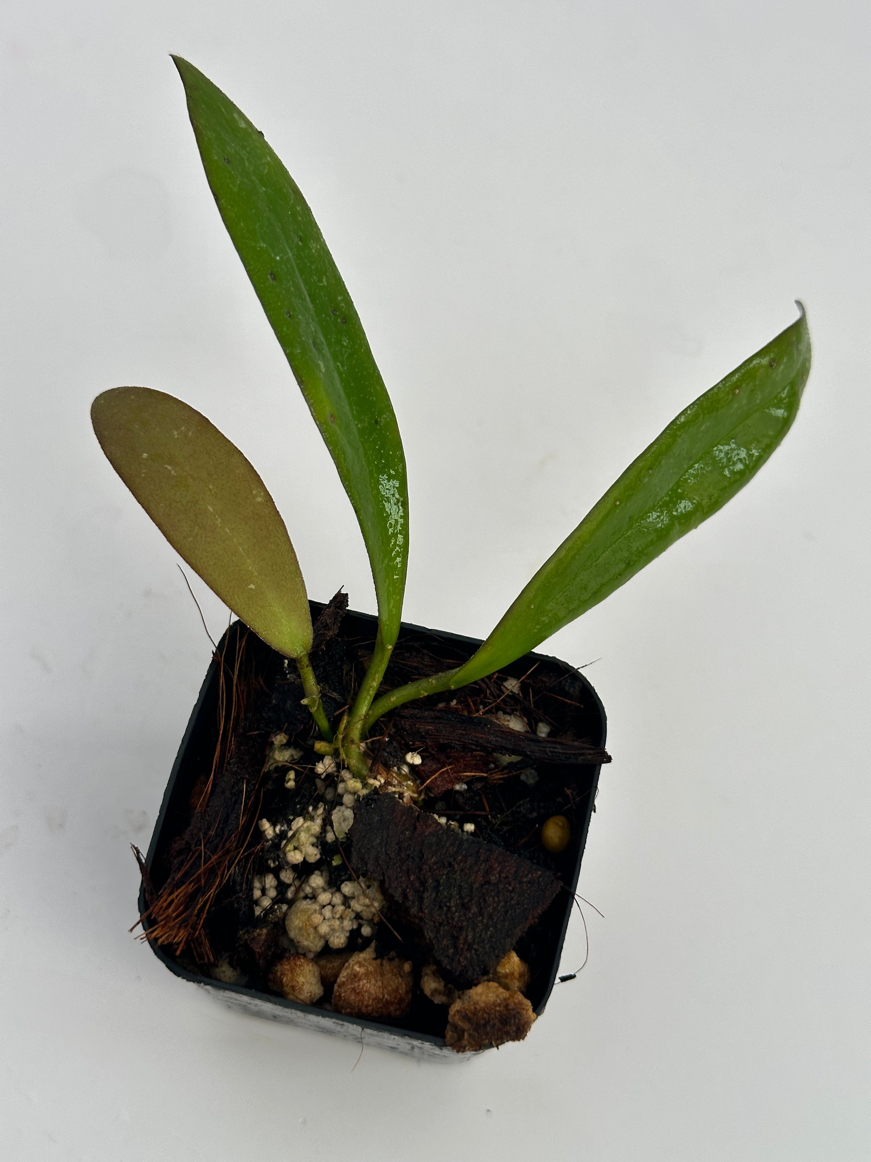 Hoya sp. Sabah Dragonfly EPC 960 – Nest Tropicals