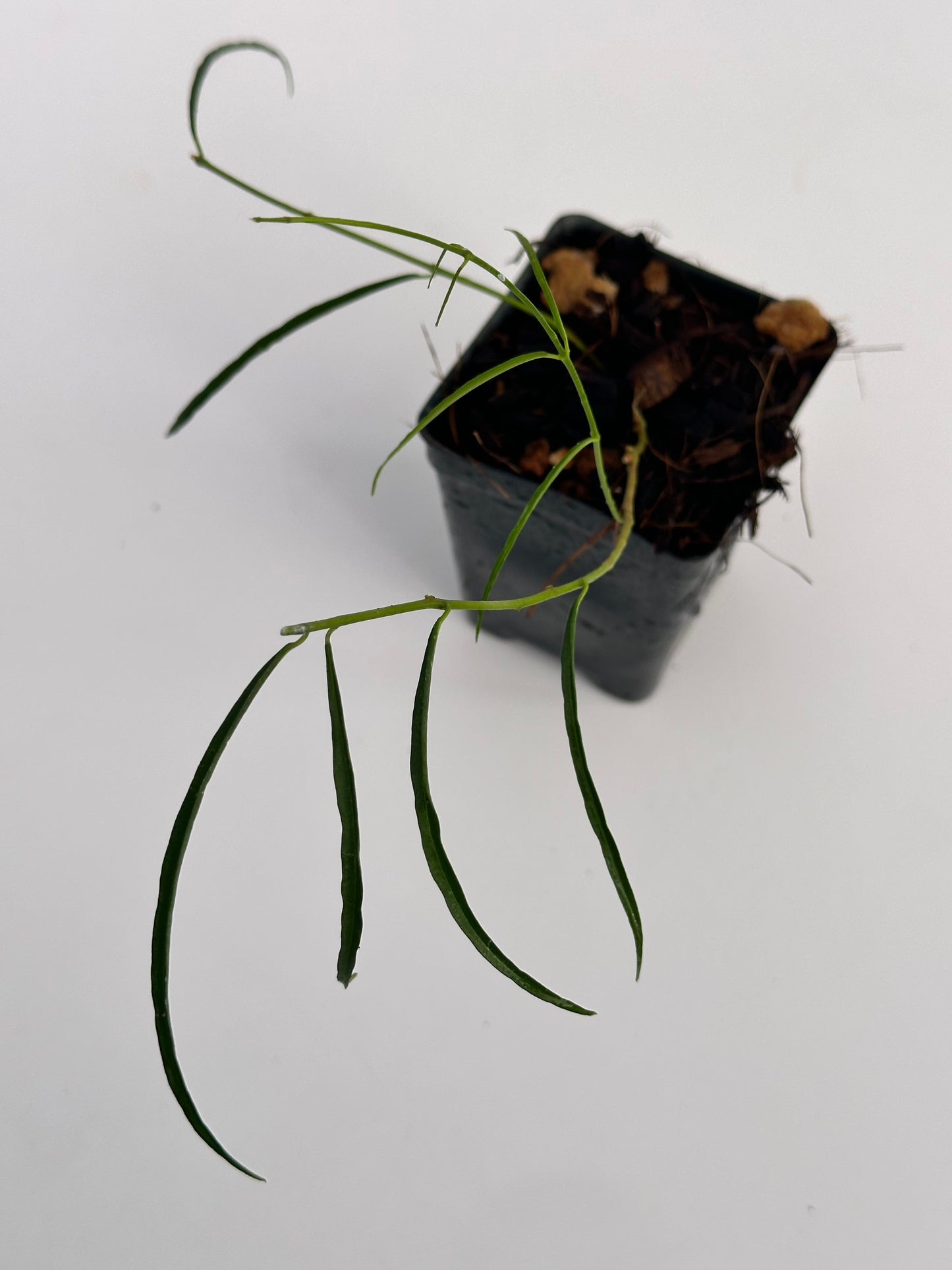 Hoya stenophylla – Nest Tropicals