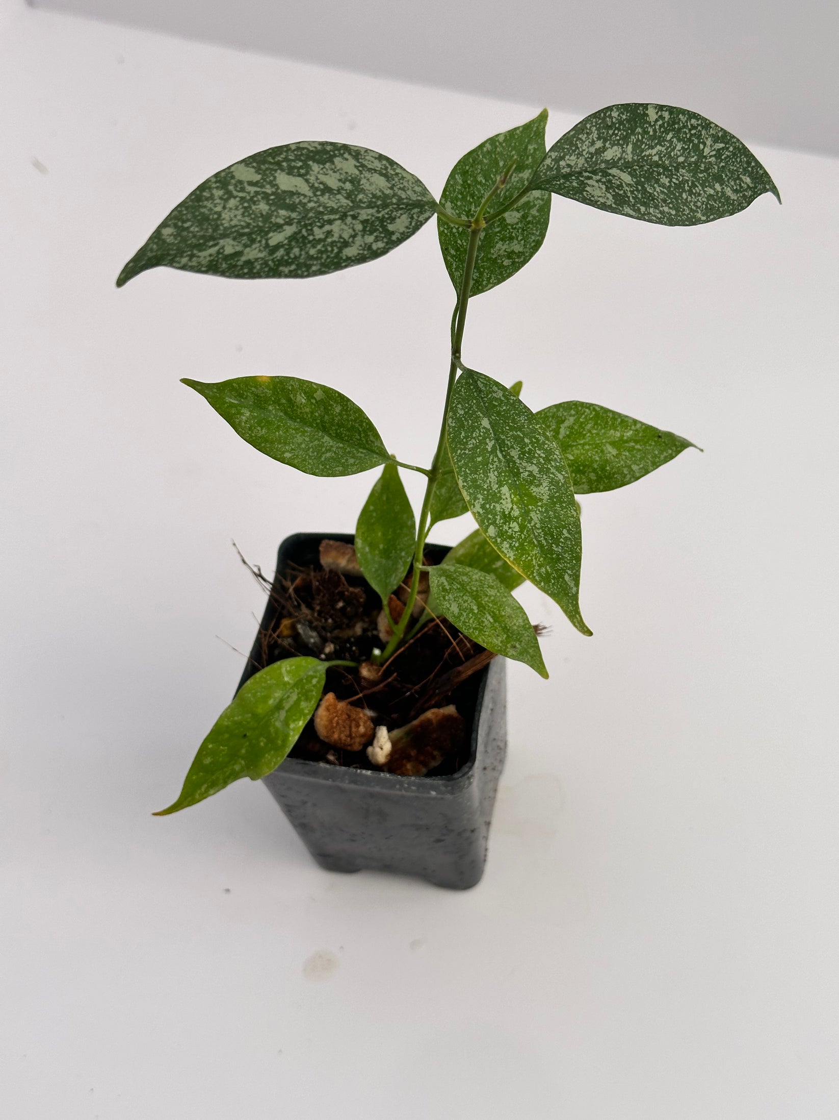 Hoya multiflora (mini, splash) – Nest Tropicals