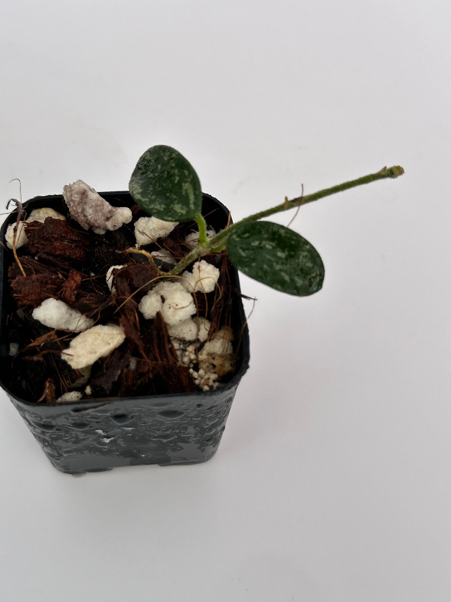 Hoya ‘Lima’ (splash) – Nest Tropicals