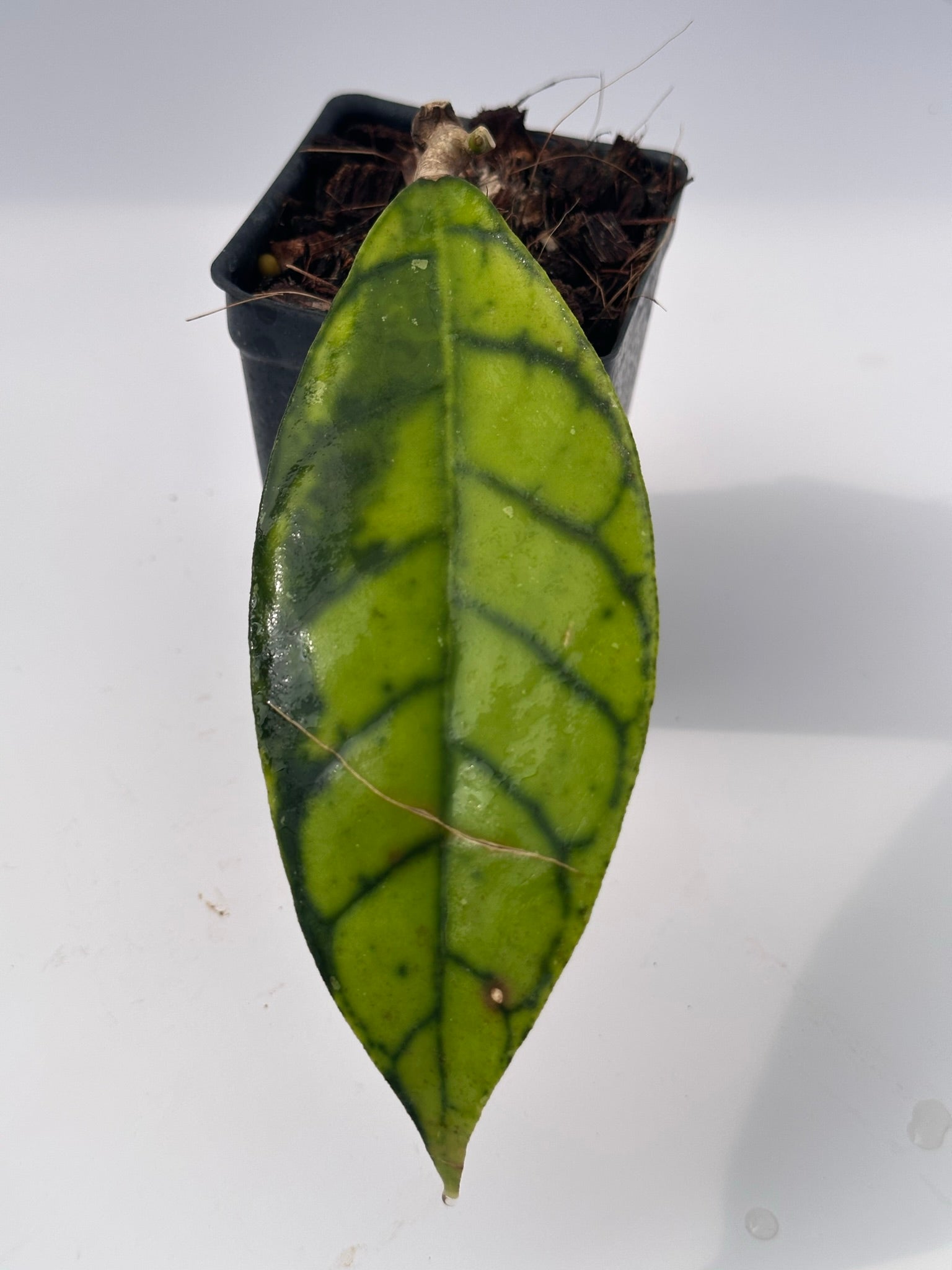 Hoya callistophylla 'Black Cat' – Nest Tropicals