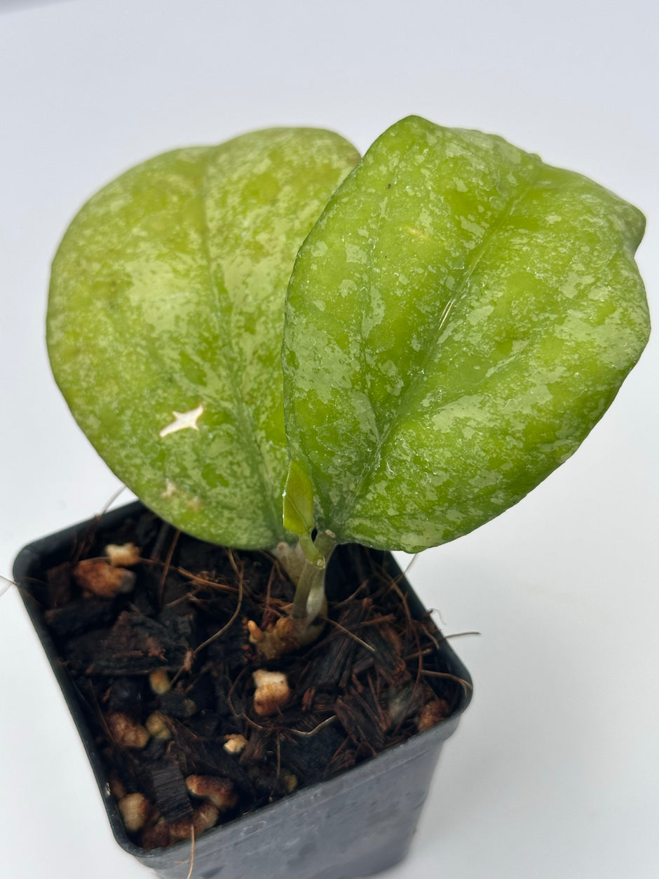 Hoya, Hoya, and More Hoya – Nest Tropicals