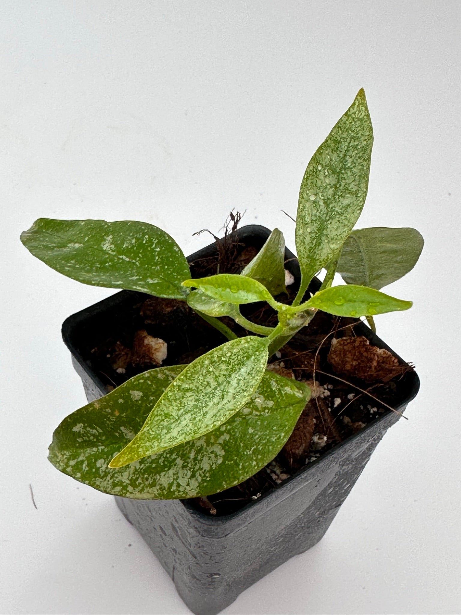 Hoya multiflora (mini, splash) – Nest Tropicals