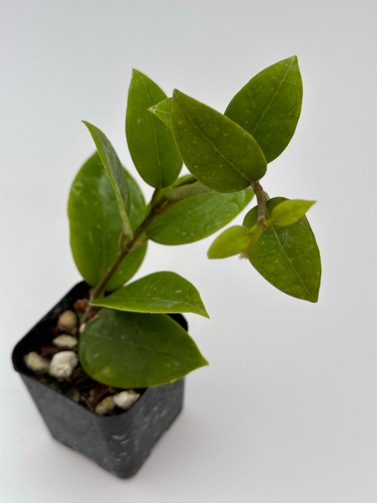 Hoya MA 35 sp. Anjuk Ladang – Nest Tropicals