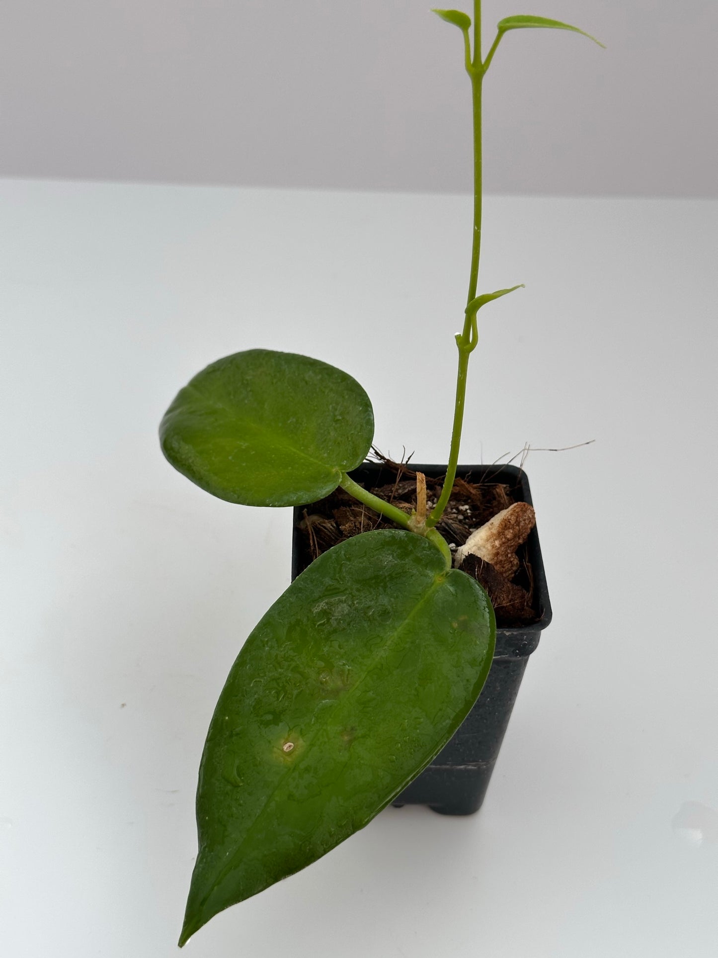 Hoya macgillivrayi Langkelly Creek – Nest Tropicals