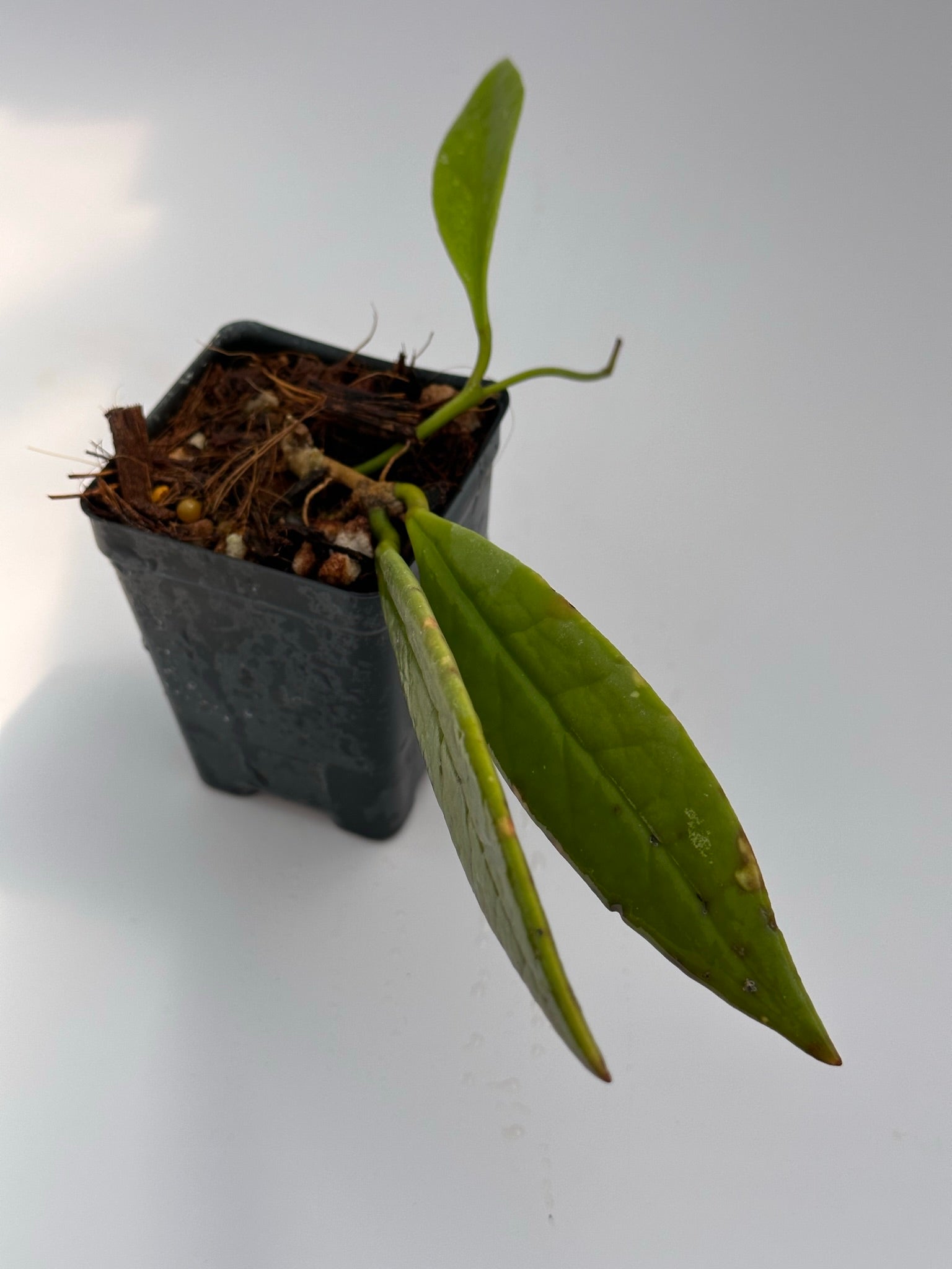 Hoya sulawesiana – Nest Tropicals