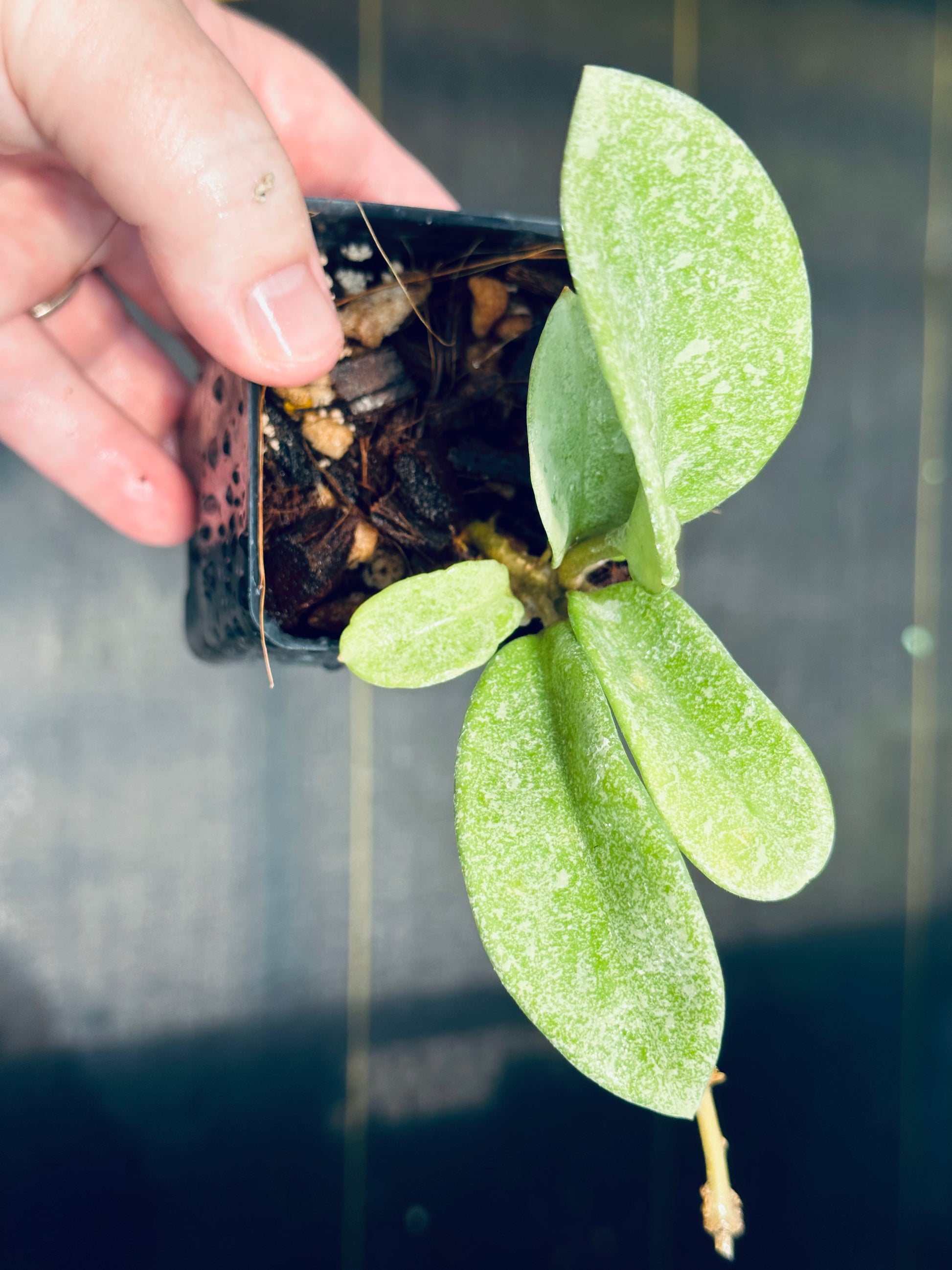 Hoya carnosa ‘Nova Ghost’ – Nest Tropicals