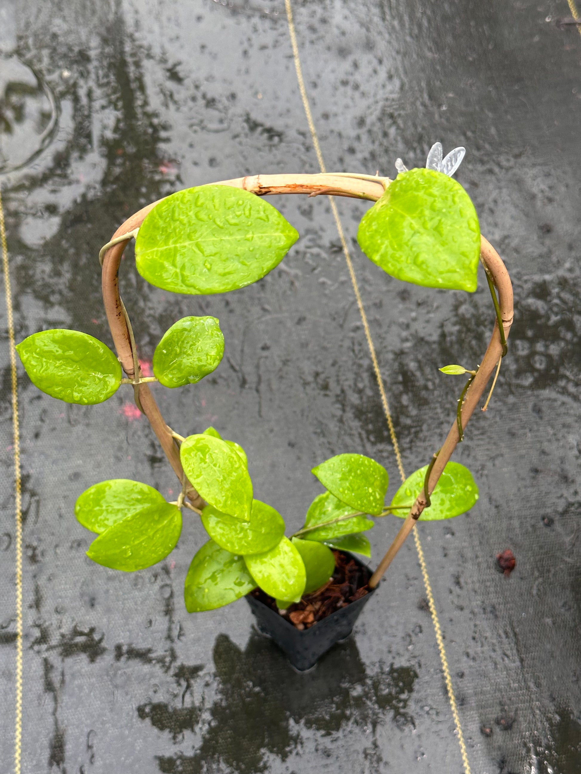 Hoya ‘Kicki’ - Trellised – Nest Tropicals