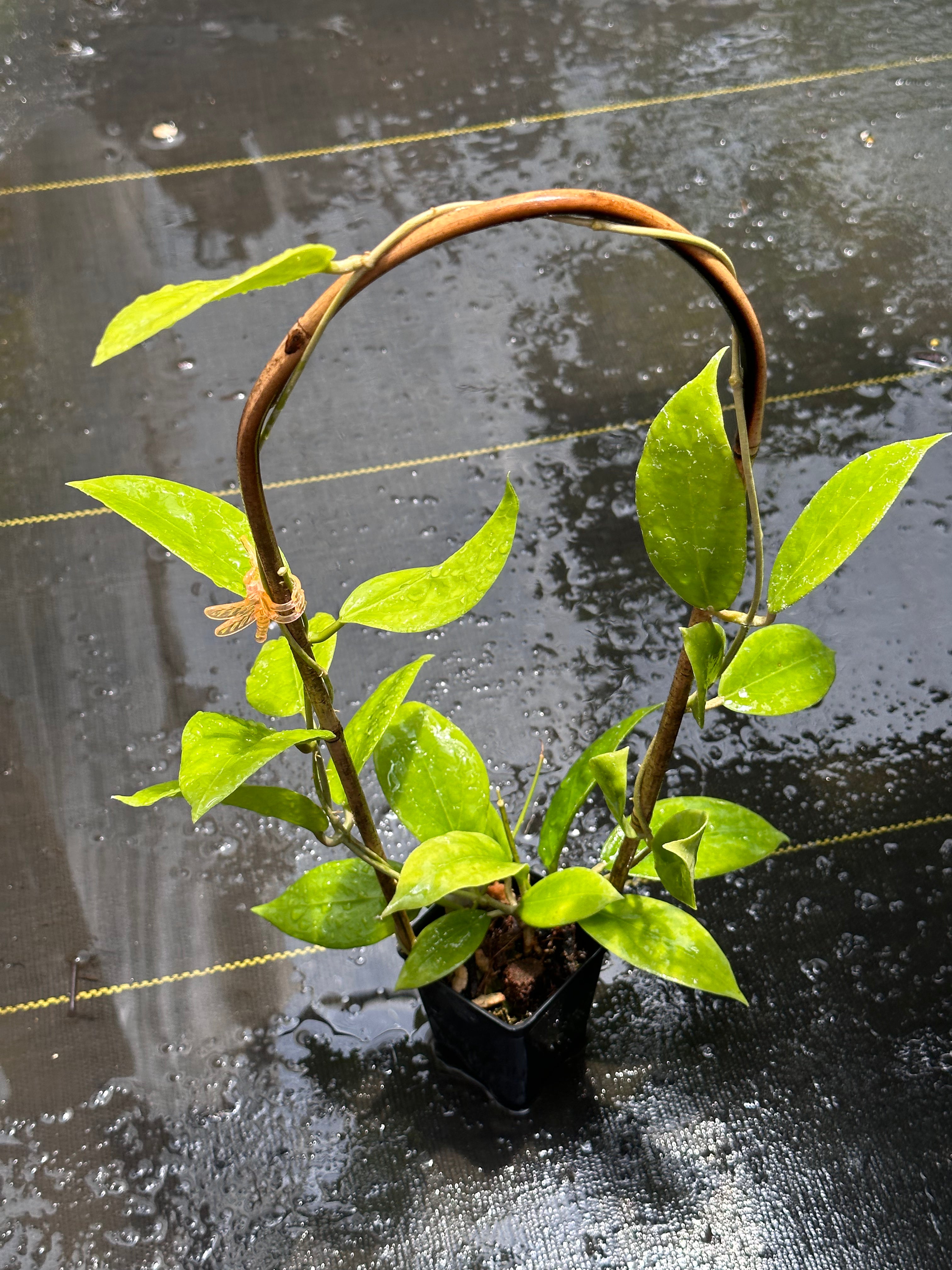 Hoya ‘Surisa’ MB 1280 - Trellised – Nest Tropicals