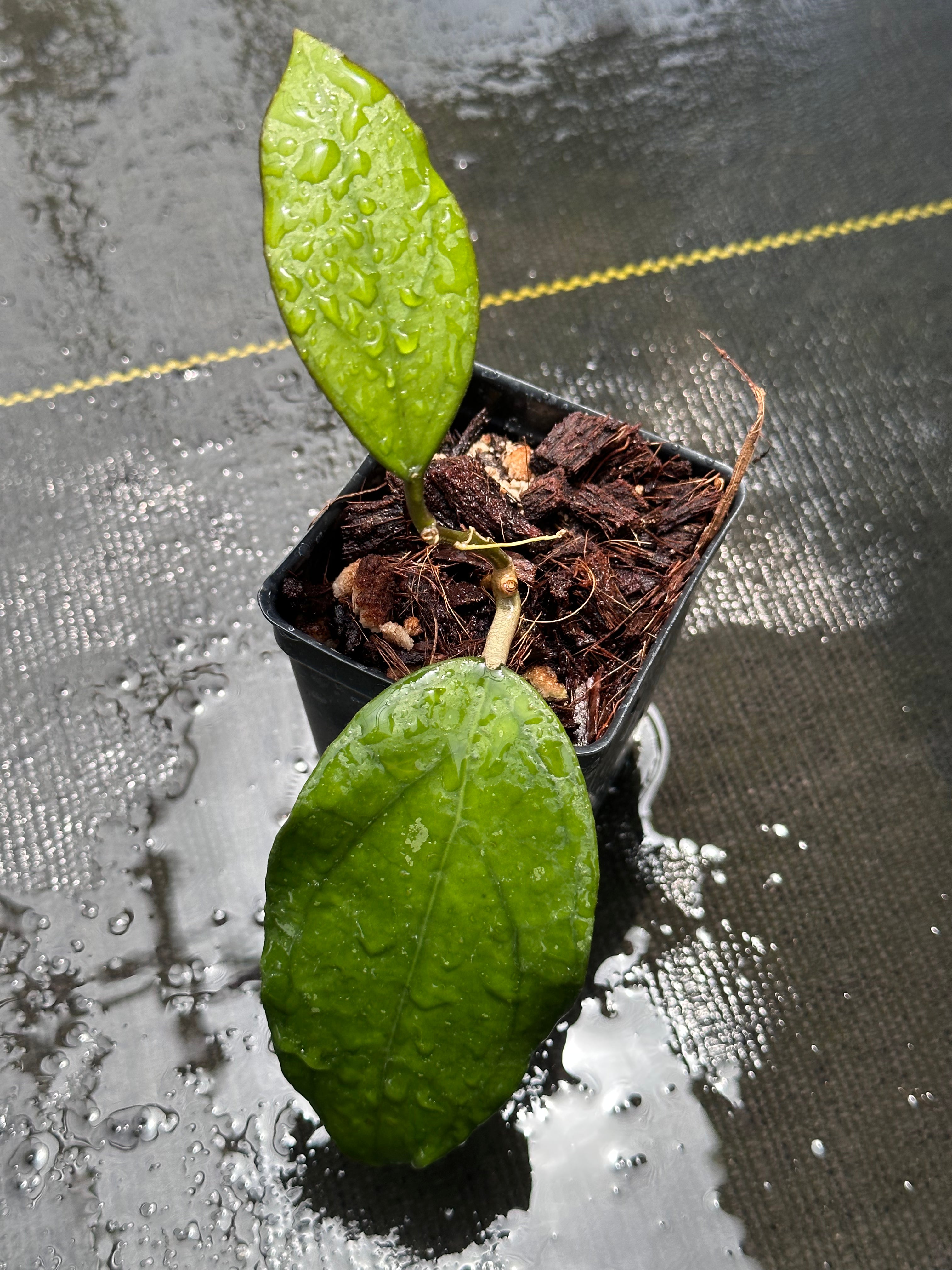 Hoya ‘Puom Siam Ruby’ PmP 176 – Nest Tropicals