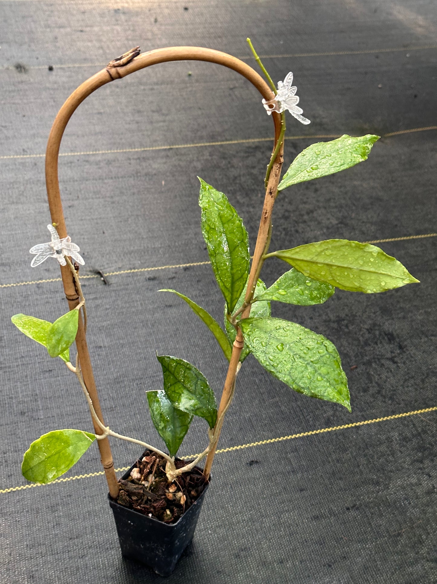 Hoya finlaysonii ‘Olfe’ - Trellised – Nest Tropicals