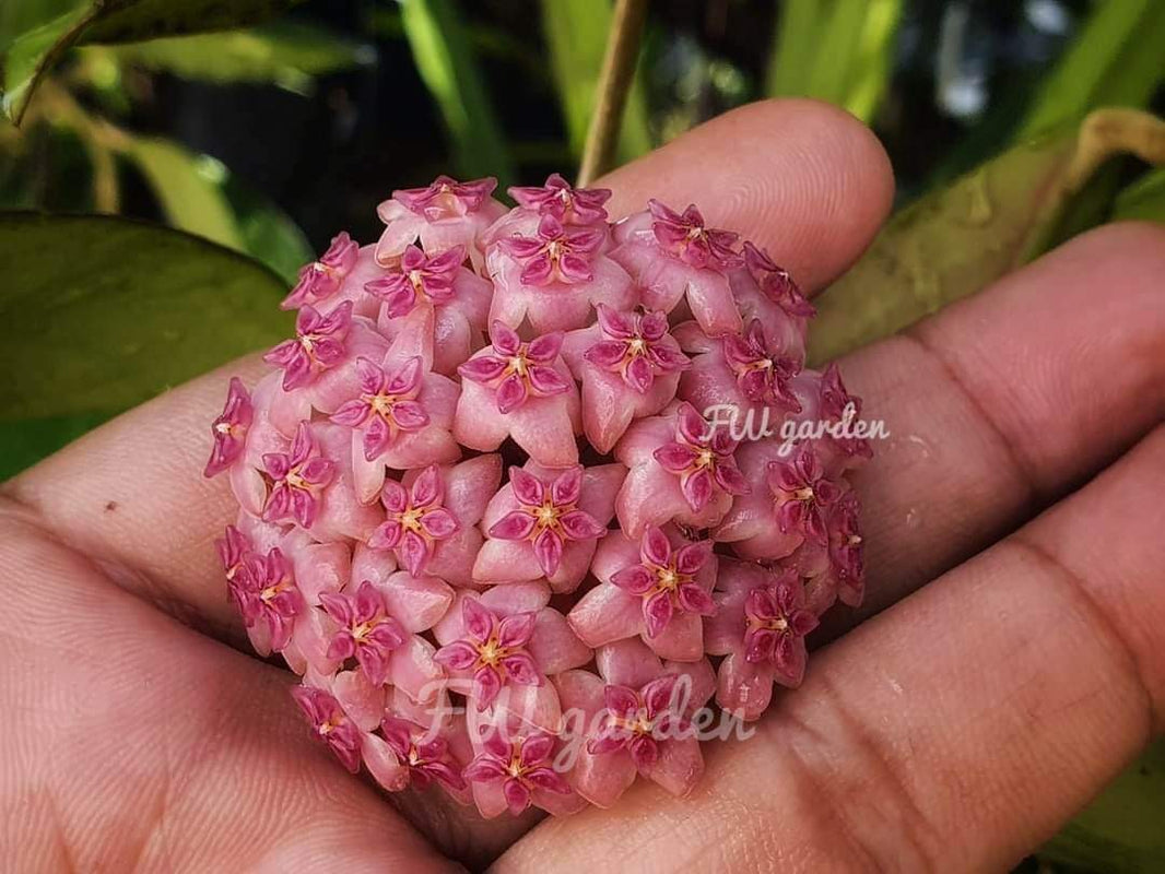 Hoya, Hoya, and More Hoya – Nest Tropicals