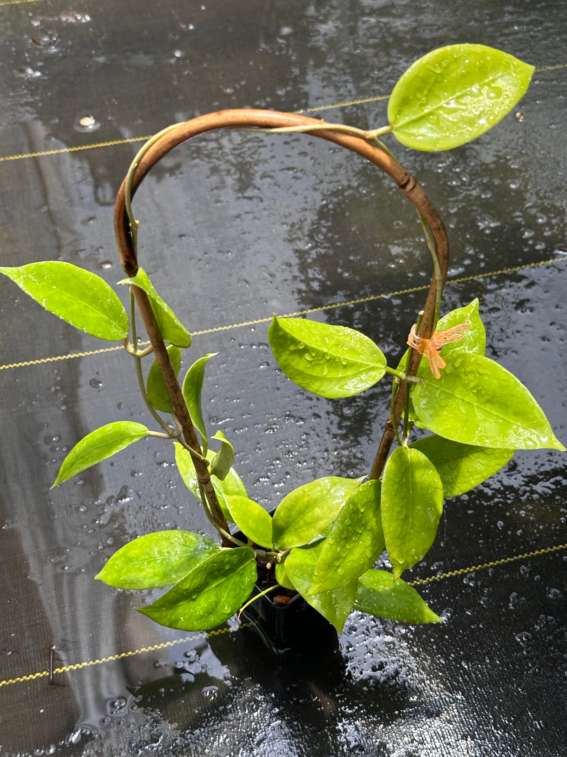 Hoya ‘Surisa’ MB 1280 - Trellised – Nest Tropicals