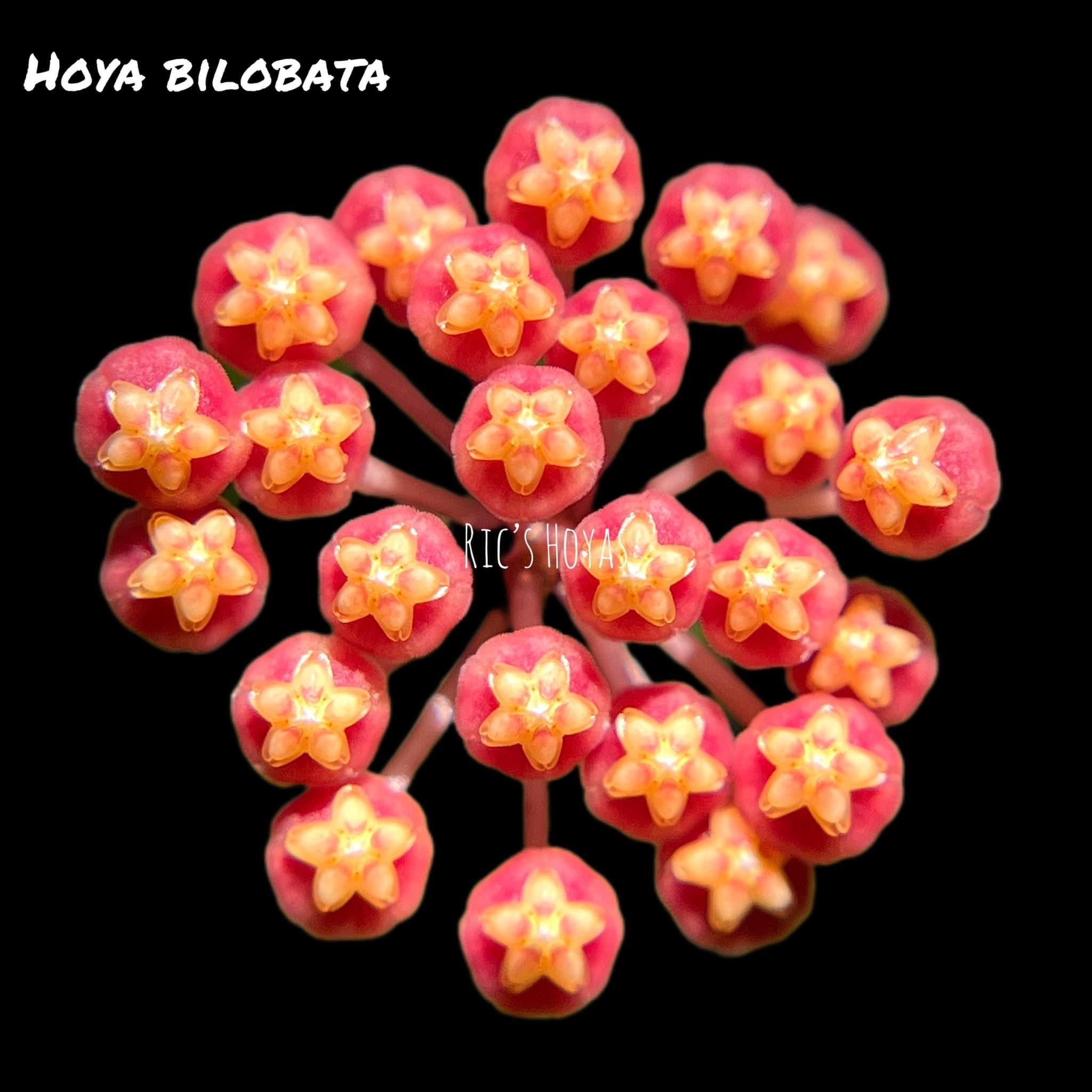 Hoya bilobata (fka panchoi) – Nest Tropicals